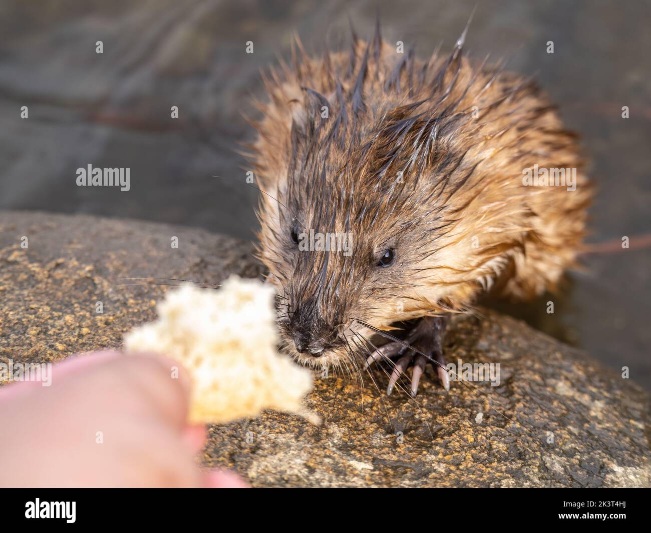 Muskrat eats bread from human hand. Human hand is feeding Muskrat ...