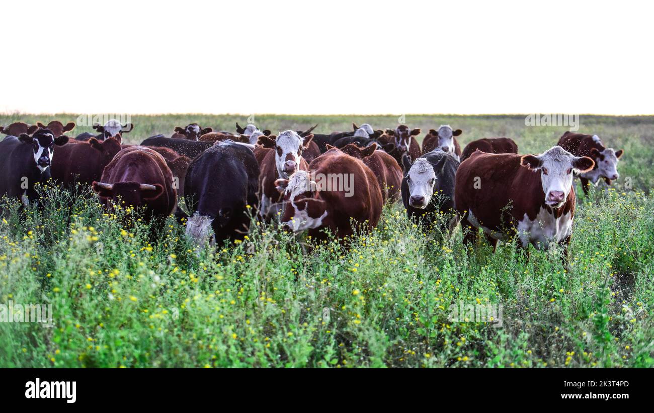 Cows raised with natural pastures, meat production in the Argentine ...