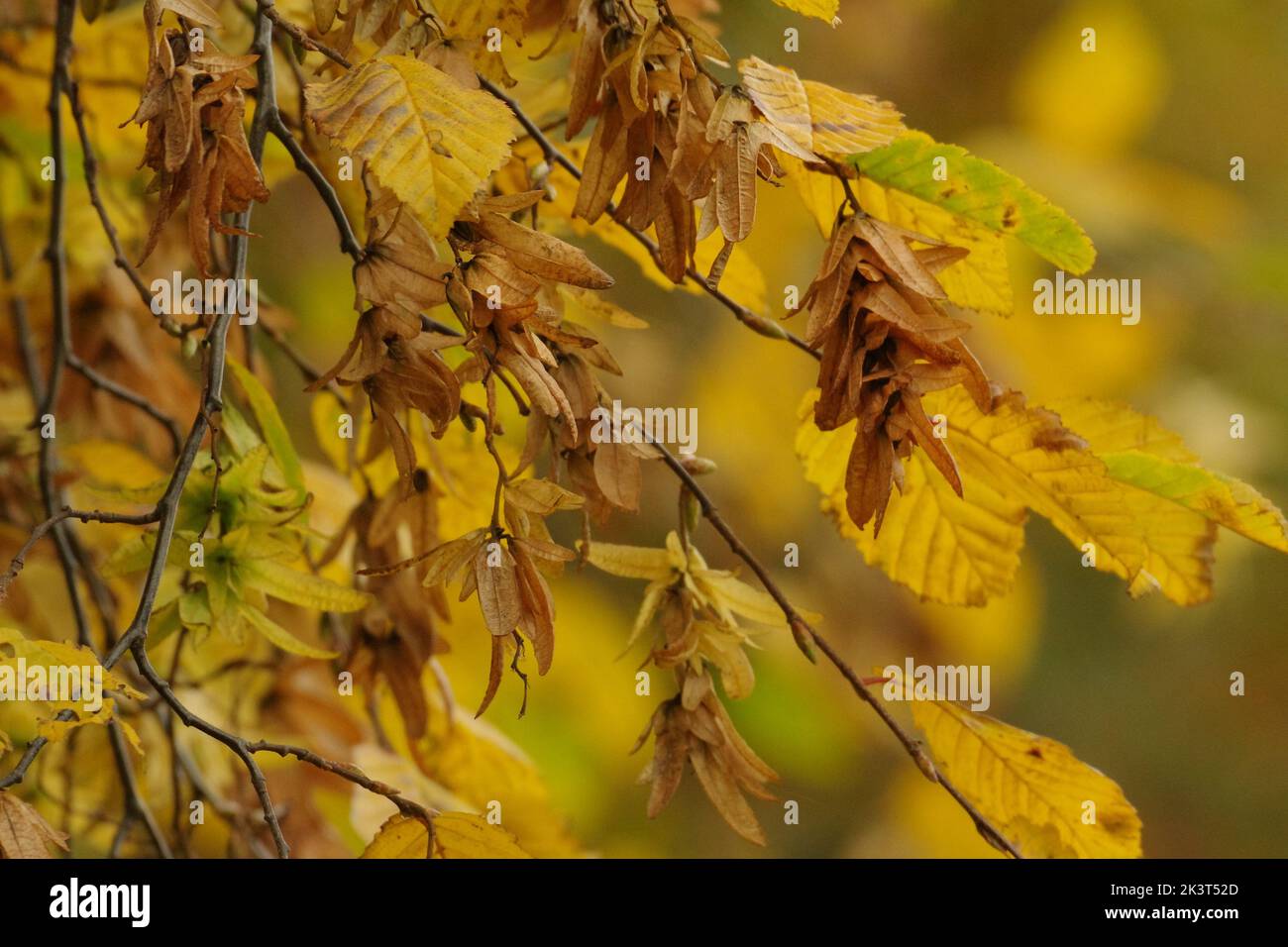 Carpinus betulus in autumn hi-res stock photography and images - Alamy