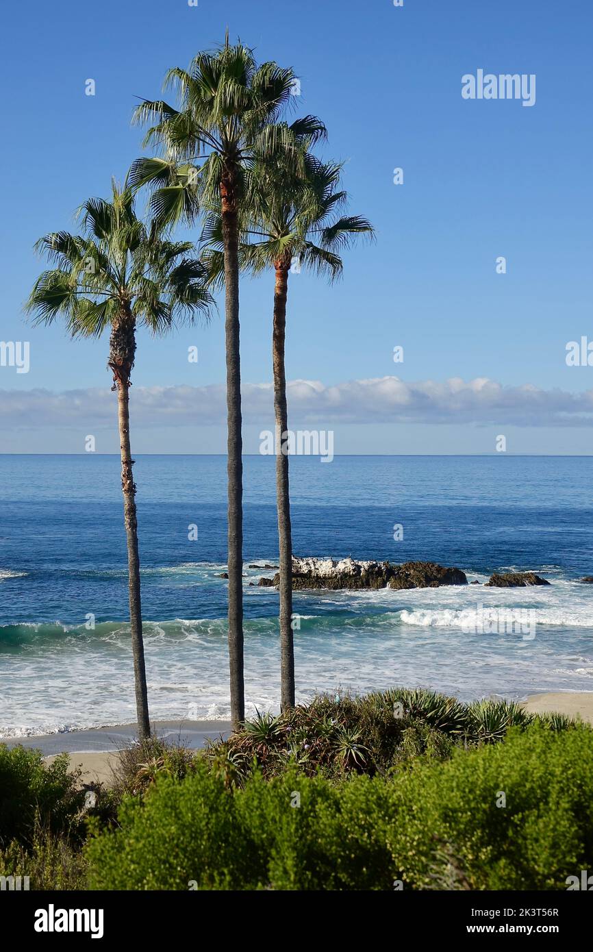 three palm trees on Laguna's main beach Stock Photo - Alamy