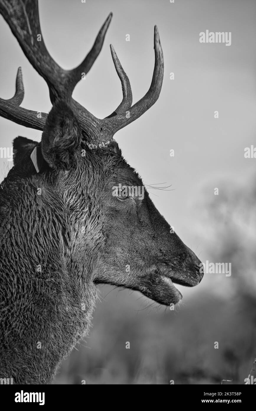 Deer portrait at the Phoenix Park in Dublin Stock Photo - Alamy