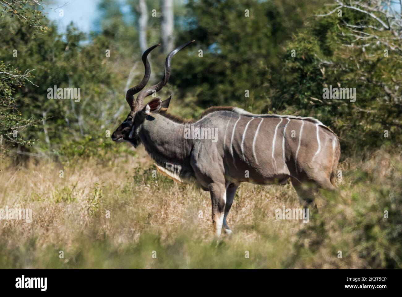 Greater Kudus.Kruger National Park.South Africa Stock Photo - Alamy