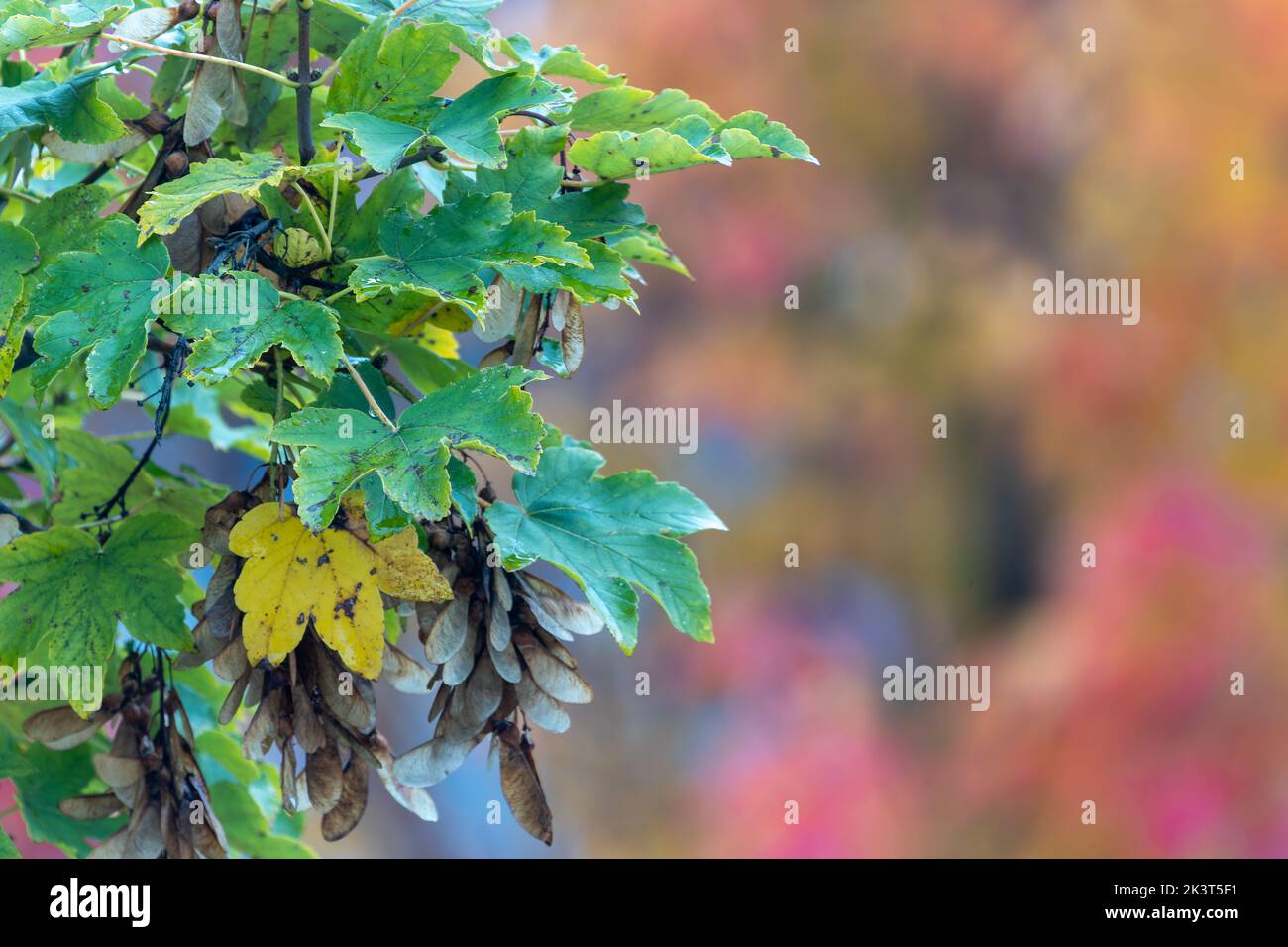 green, red and yellow maple leaves in autumn on a tree with blurring ...