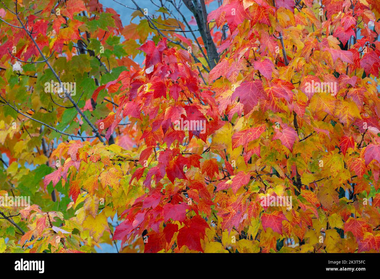 green, red and yellow maple leaves in autumn on a tree with blurring ...