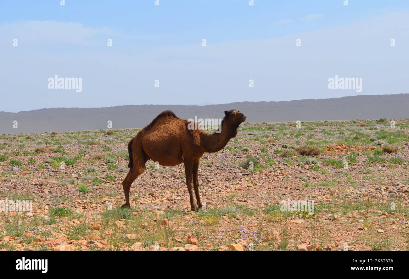 ° assa hi-res stock photography and images - Alamy