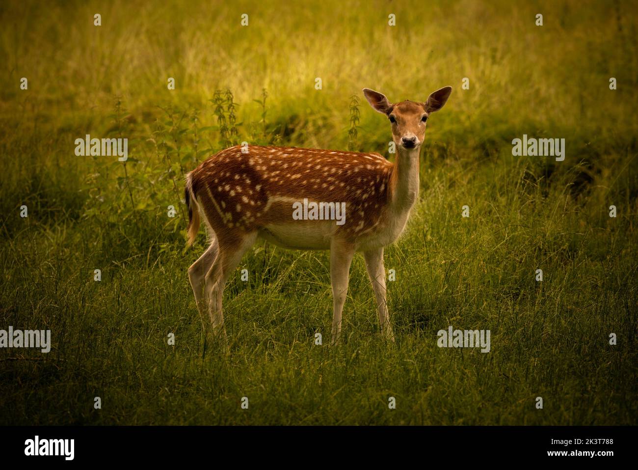 The view of a spotted female deer standing in the grass field looking ...