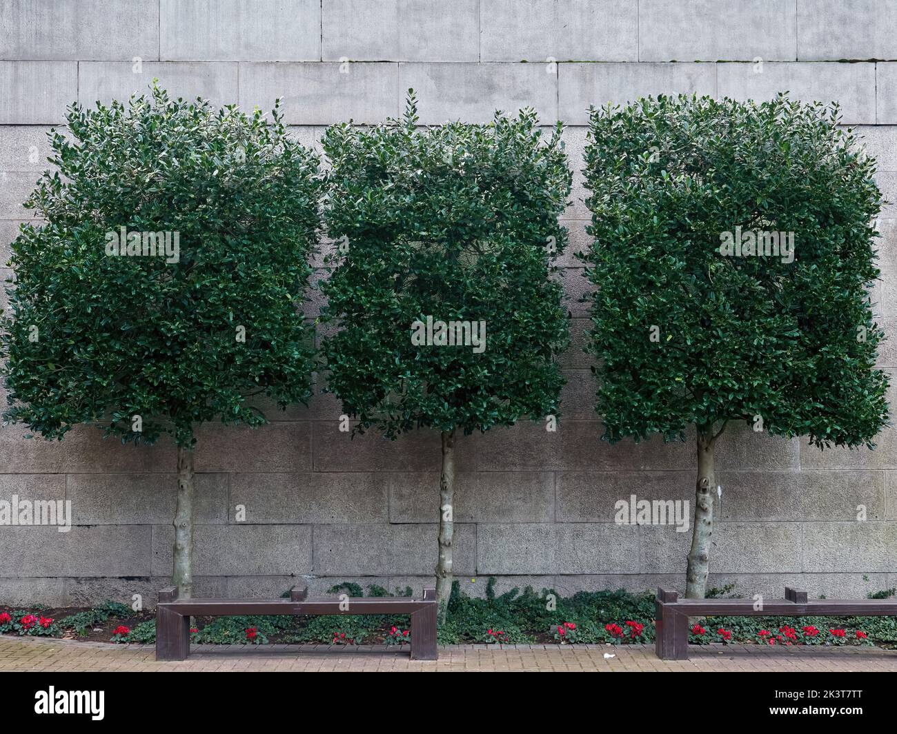 Heavily trimmed and shaped trees in a small city square, organic green ...