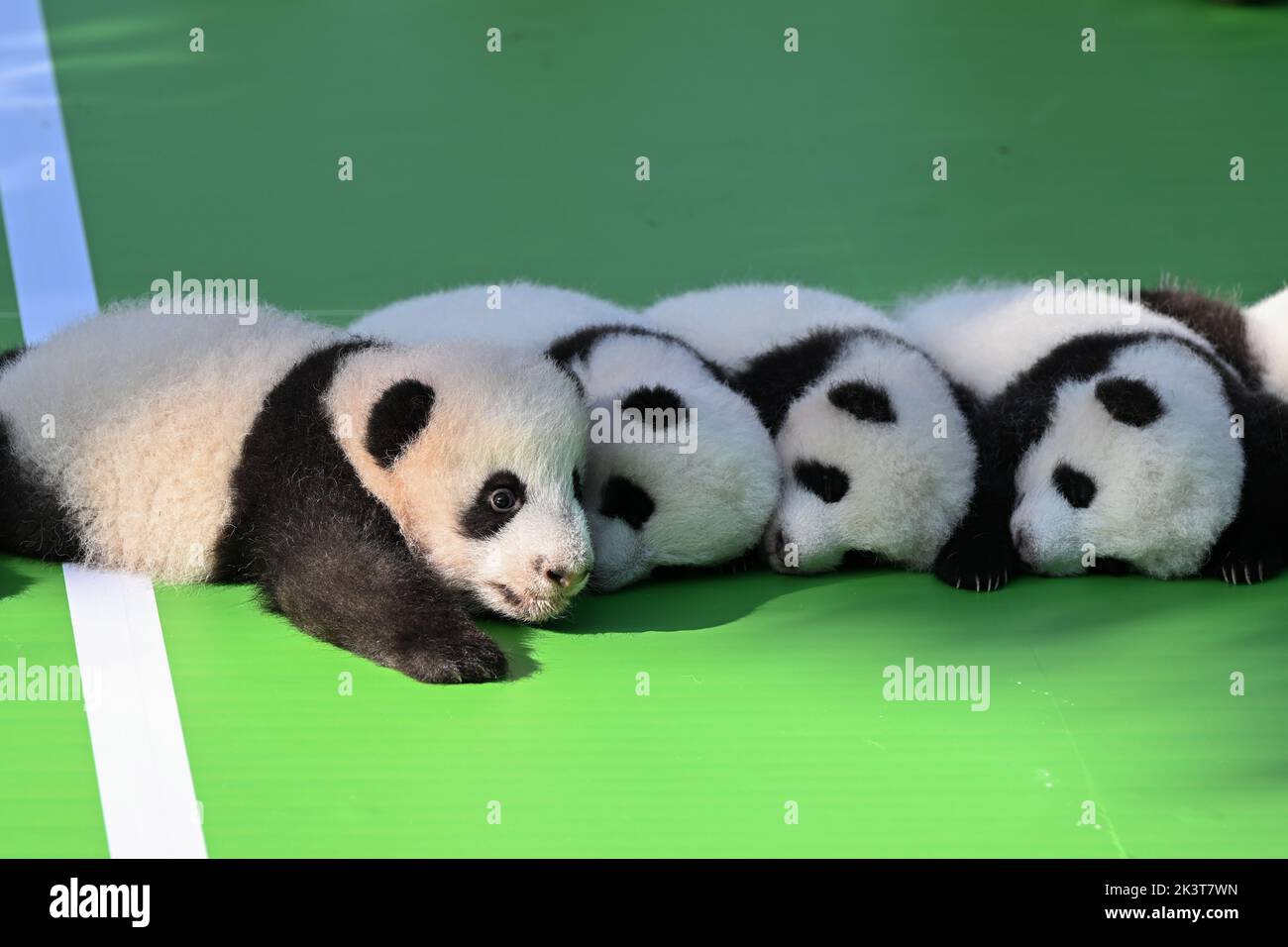 Pictured among some of the 5 hi-res stock photography and images - Alamy