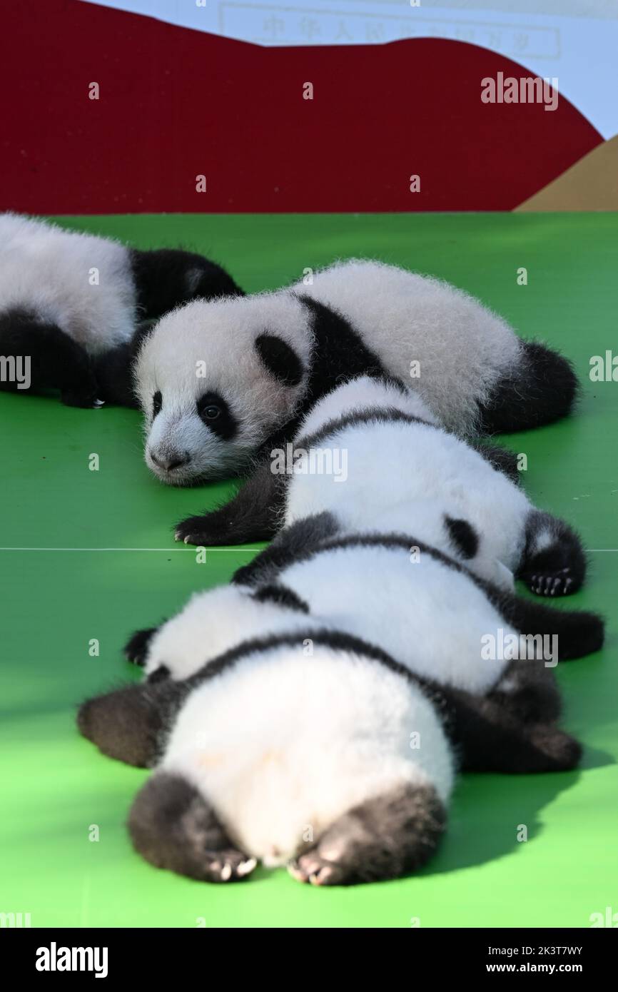 (220928) -- CHENGDU, Sept. 28, 2022 (Xinhua) -- Newborn giant panda cubs are pictured at the ...