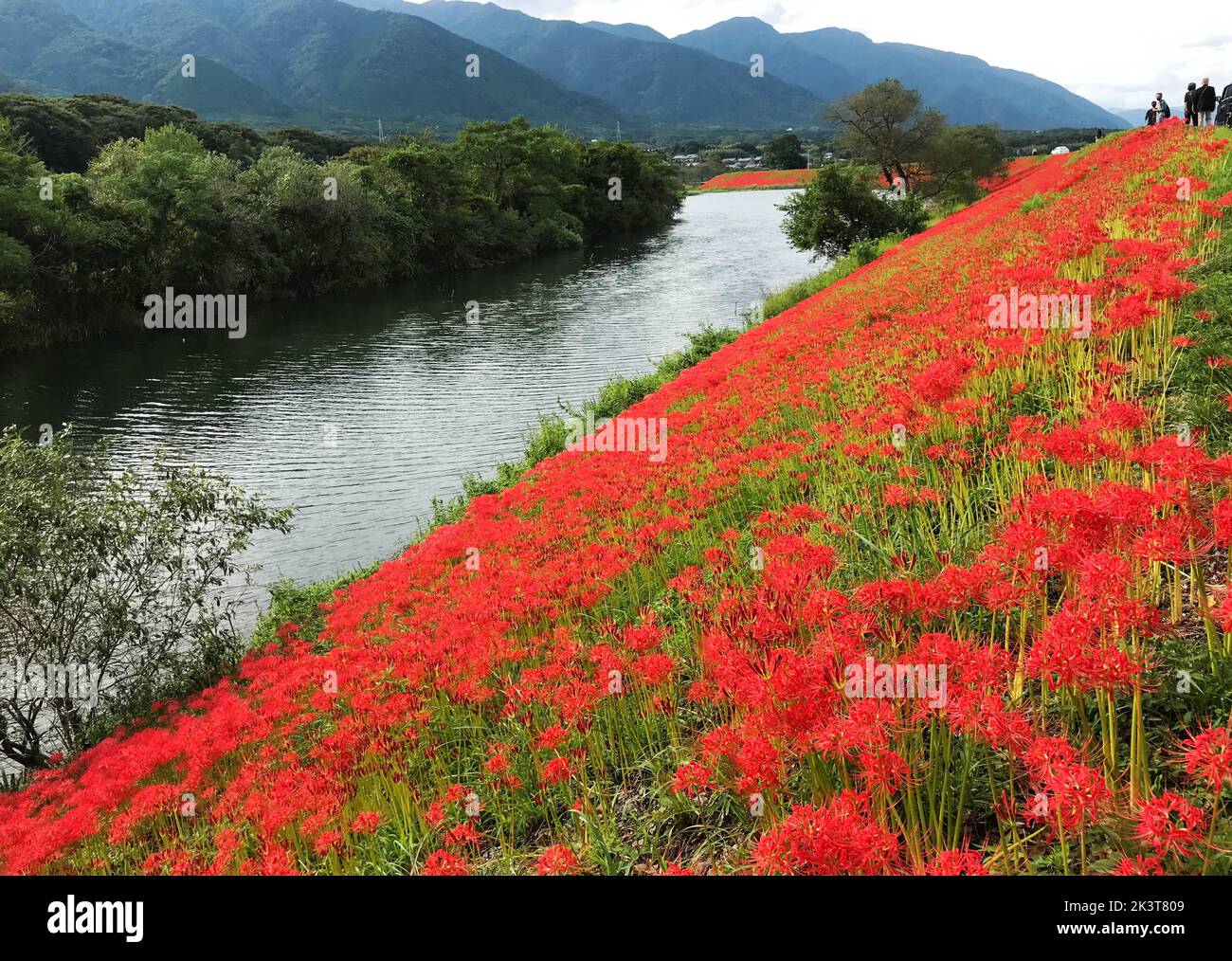 KAIZU, JAPAN - SEPTEMBER 28, 2022 - Equinox Flower bloom in Kaizu city ...