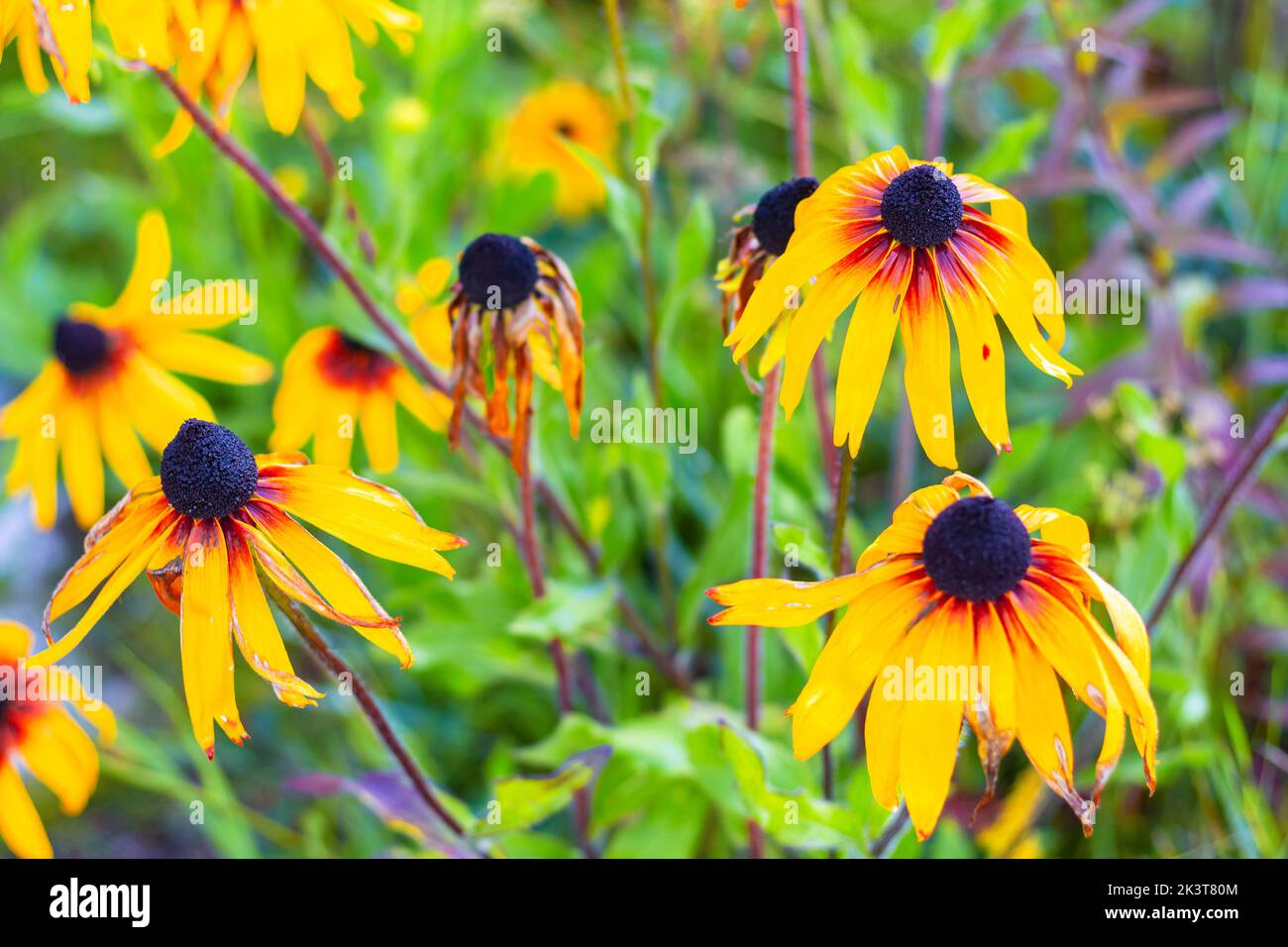 Ugly flowers hi-res stock photography and images - Alamy