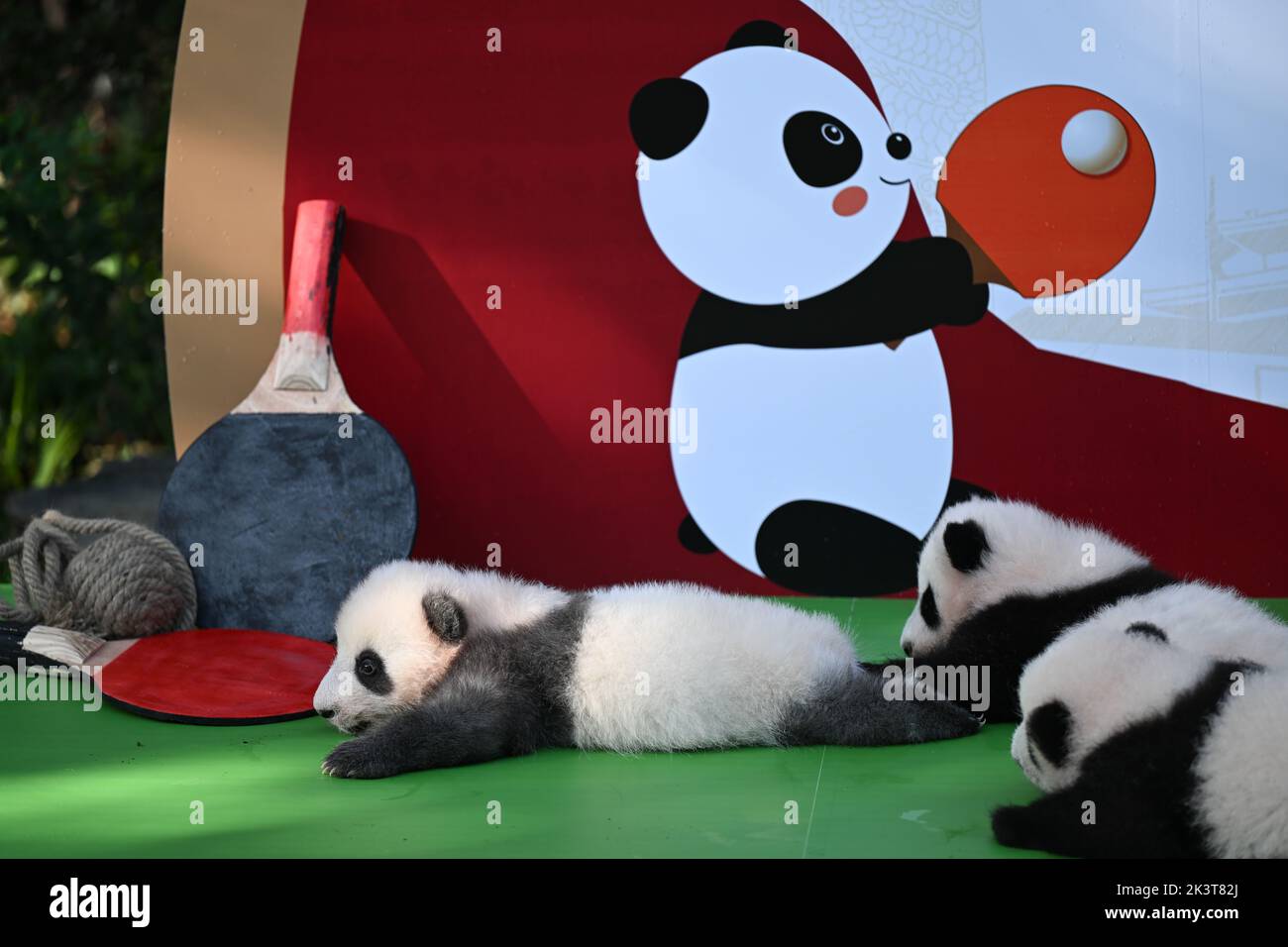 (220928) -- CHENGDU, Sept. 28, 2022 (Xinhua) -- Newborn giant panda ...