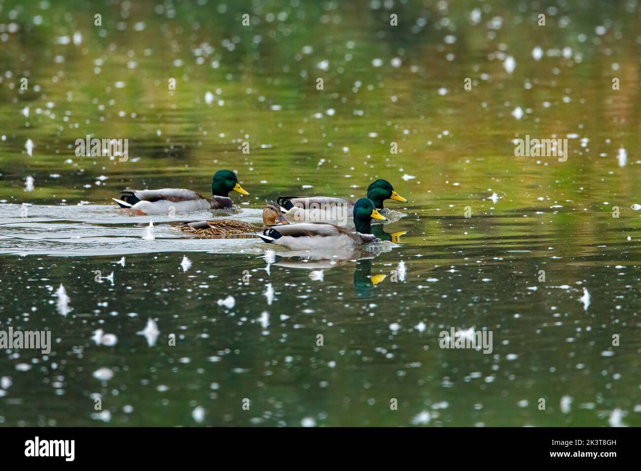 Mallards on a lake Stock Photo - Alamy