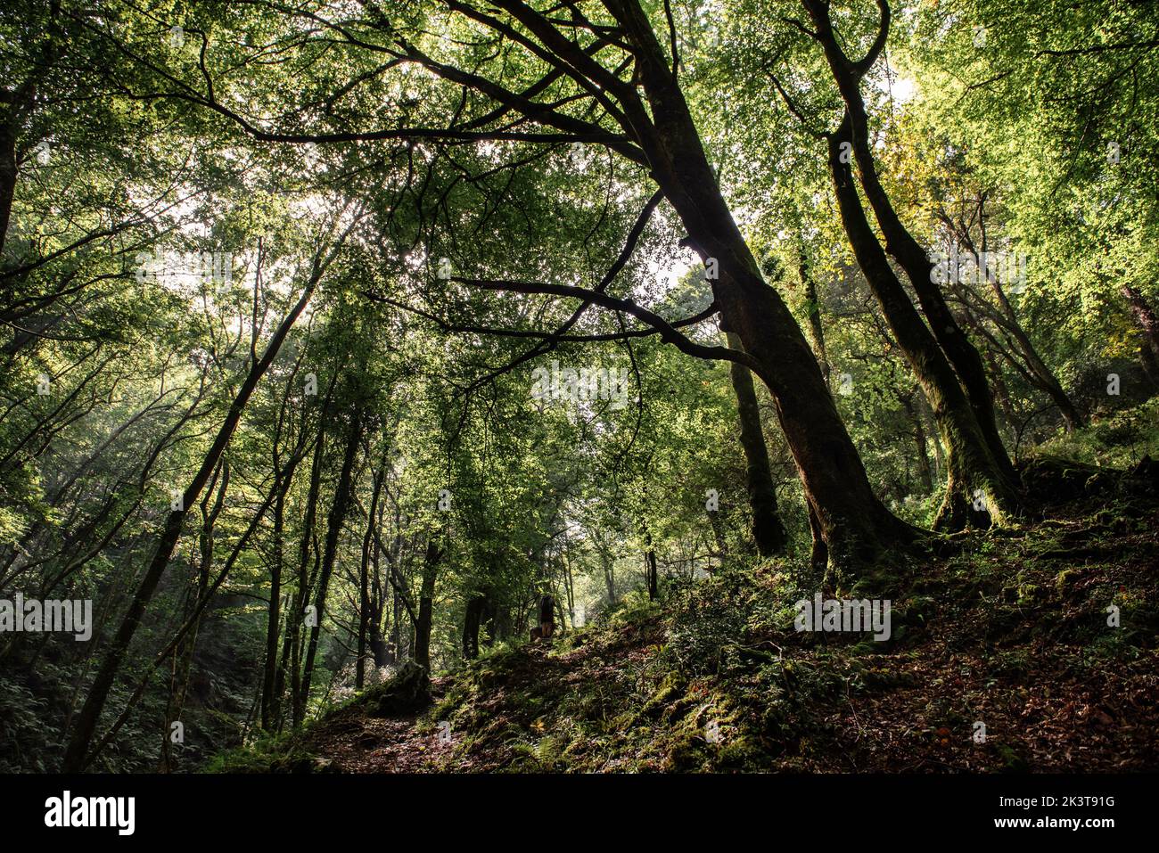 Tall trees with crowns forming circle through which sun peeping and ...