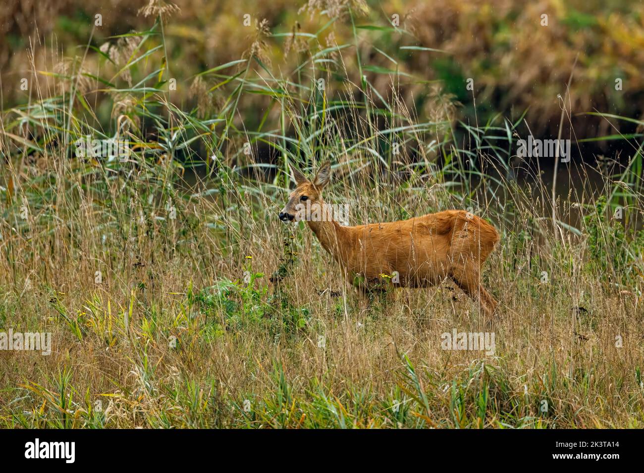 Deer hunt season hi-res stock photography and images - Alamy