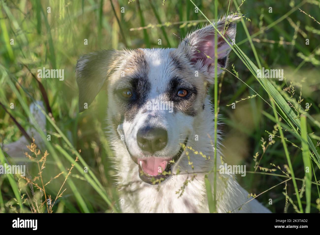 Beautiful dogs in field hi-res stock photography and images - Alamy