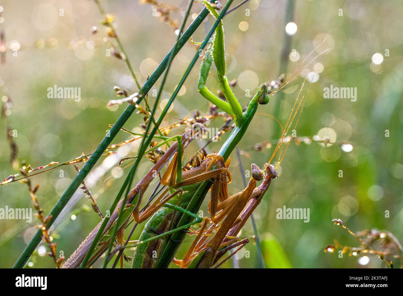 Mantis mating hi-res stock photography and images - Alamy