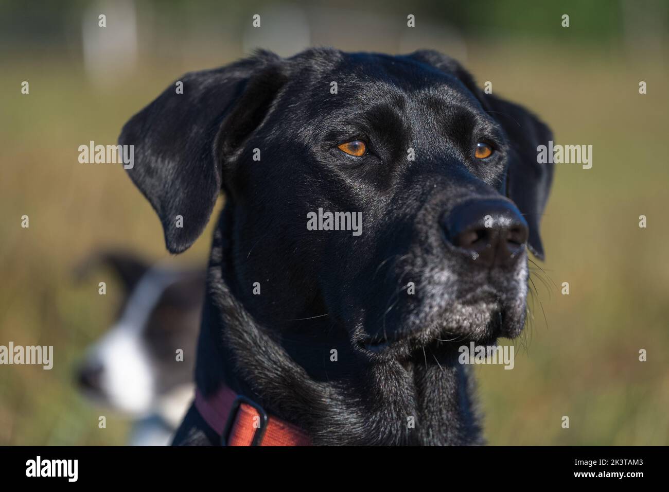 Dog in collar gazing Stock Photo - Alamy
