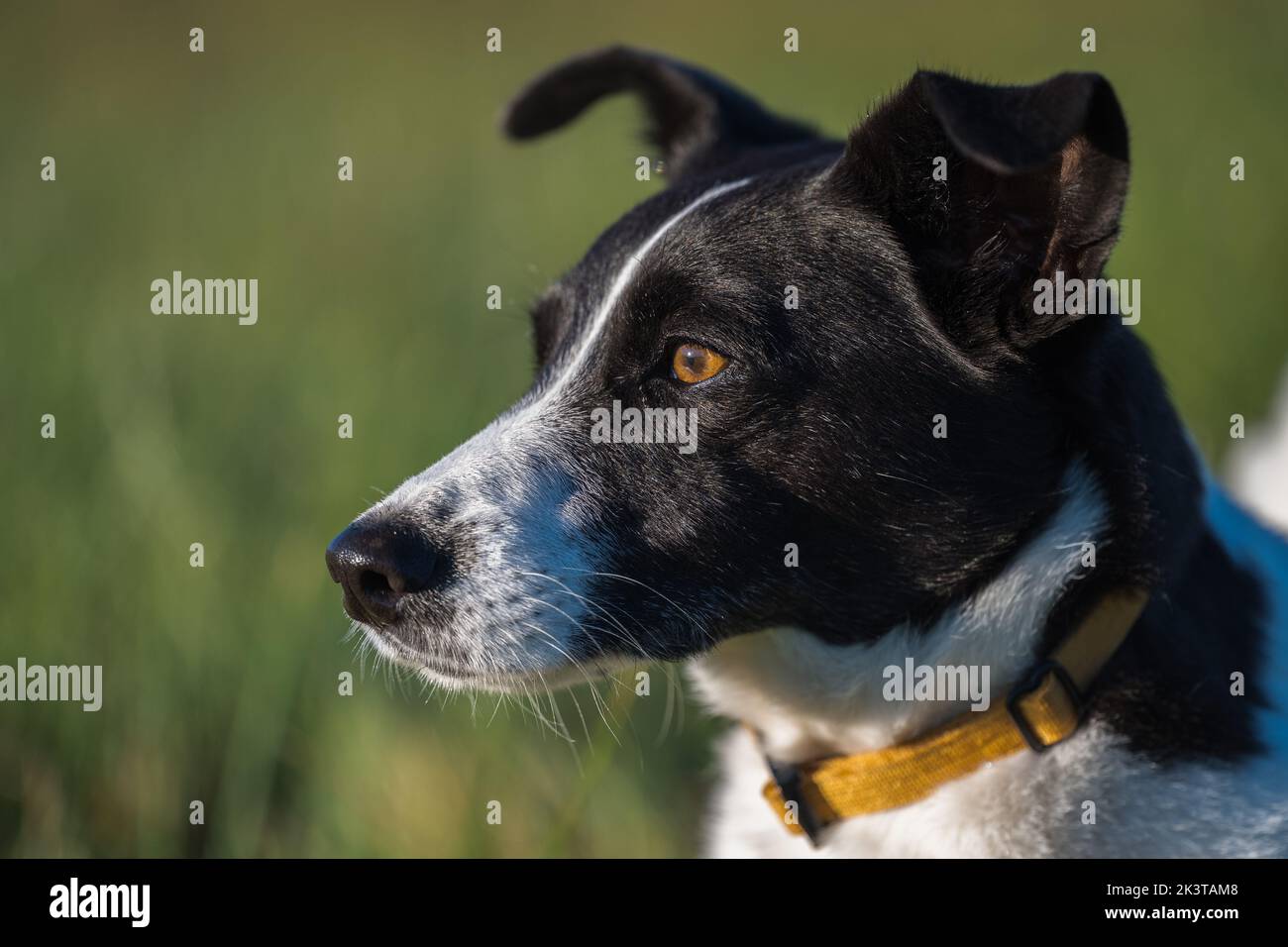 Dog in collar gazing Stock Photo - Alamy
