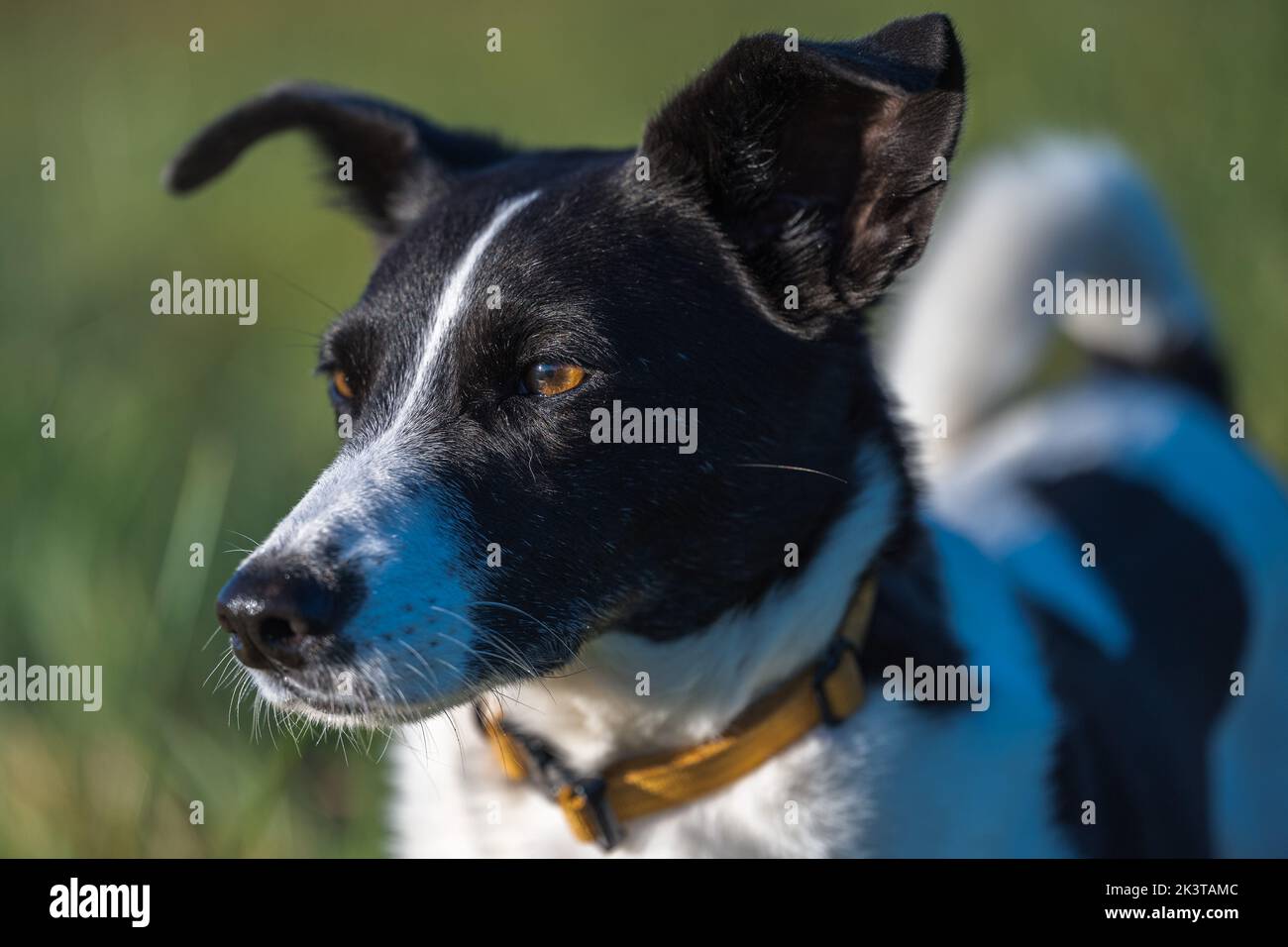 Dog with collar Stock Photo - Alamy