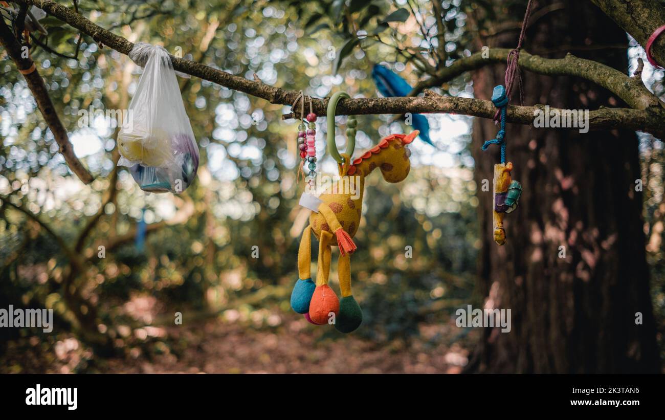 The Irish fairy tree at Ardgillan Story Walk next to the Ardgillan ...