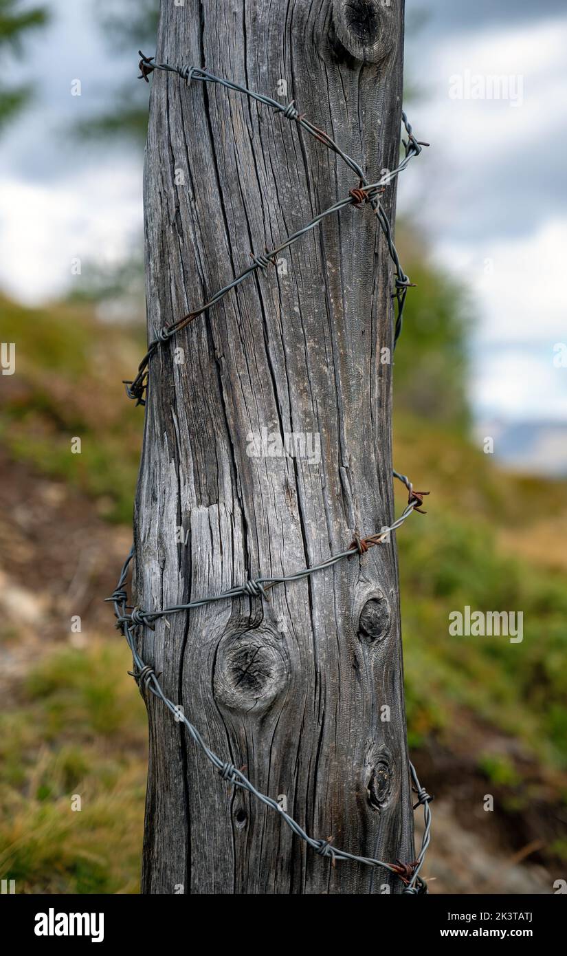 gray weather-beaten wooden pole wrapped round by barb wire on an alp in ...