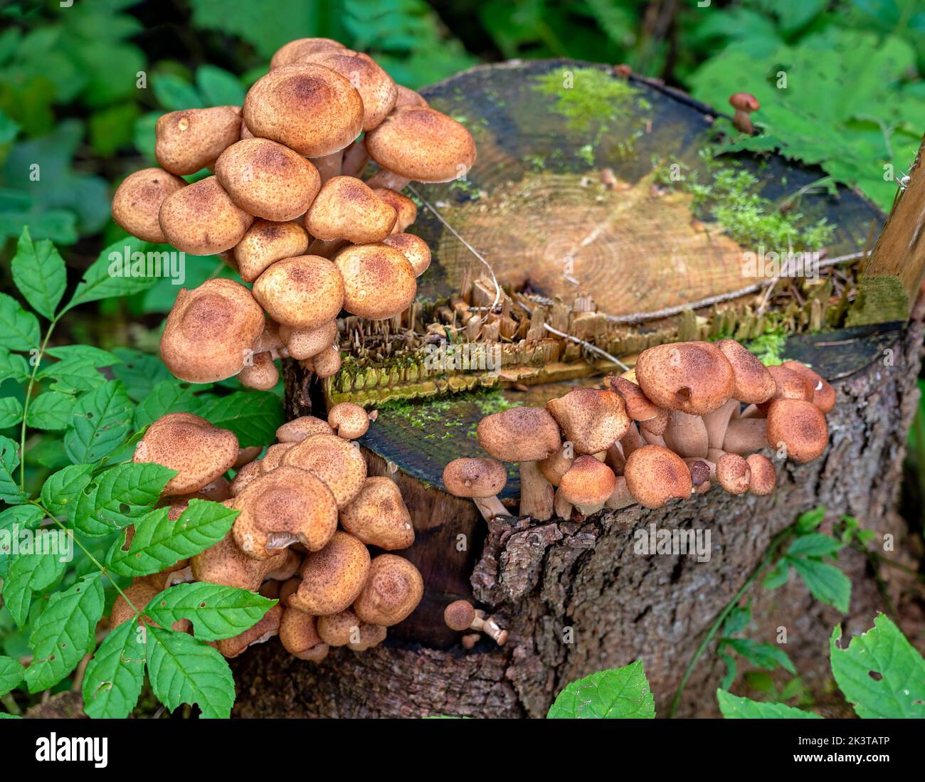 Mushrooms Armillaria growing on a tree stub in a forest in Eastern ...