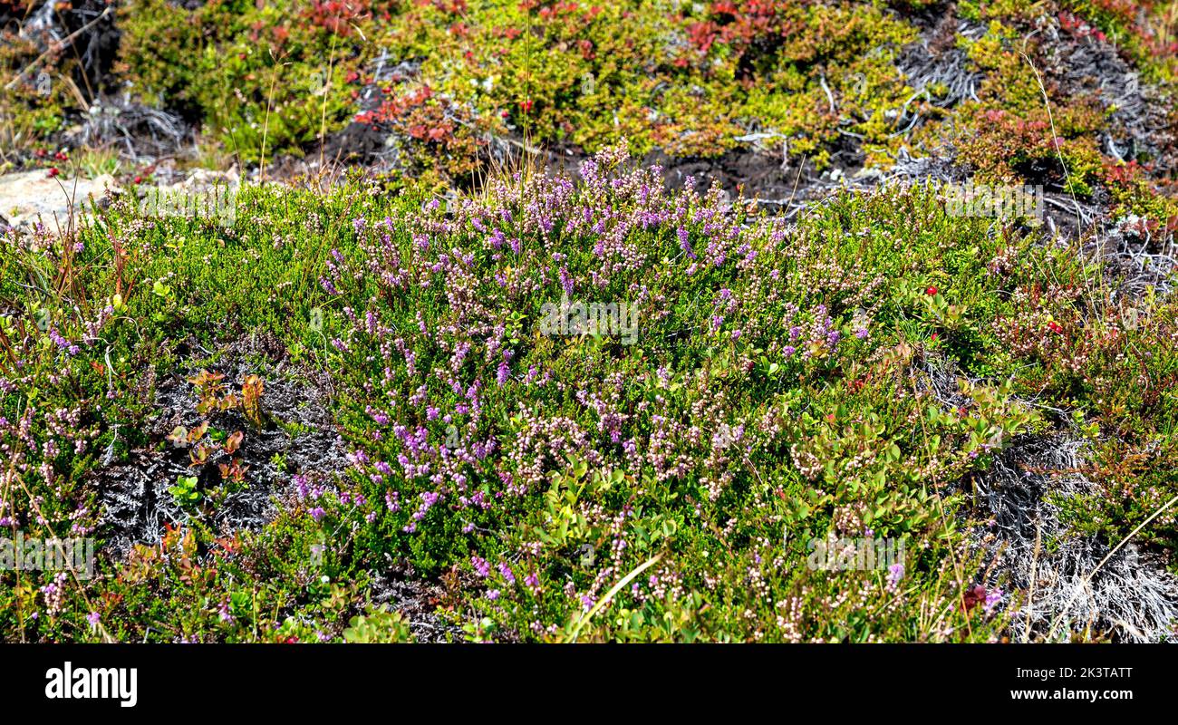 flourishing plants of Ericaceae on an alp on the mountain Turnthaler in ...