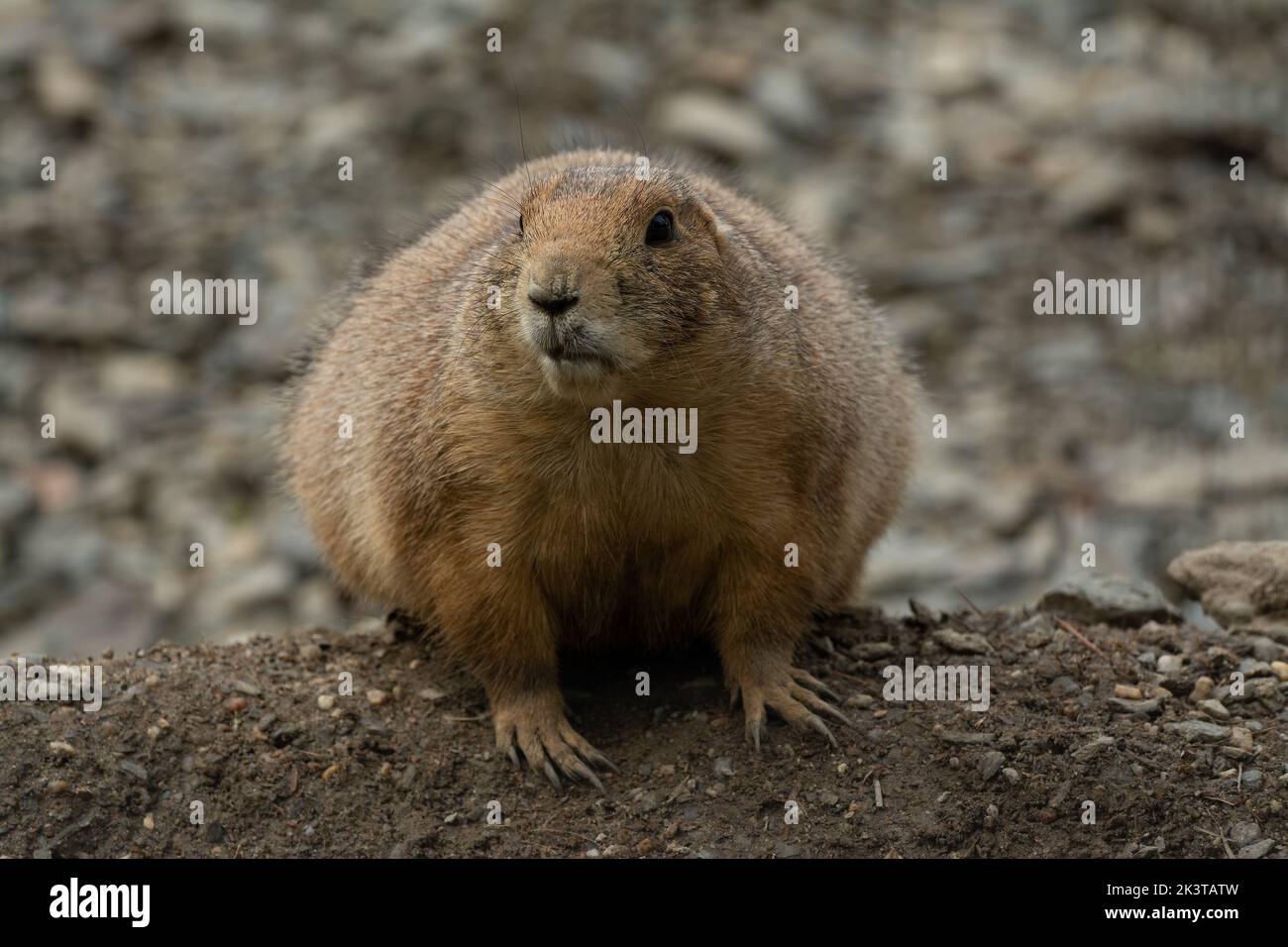 cute prairie dog curious watching Stock Photo - Alamy
