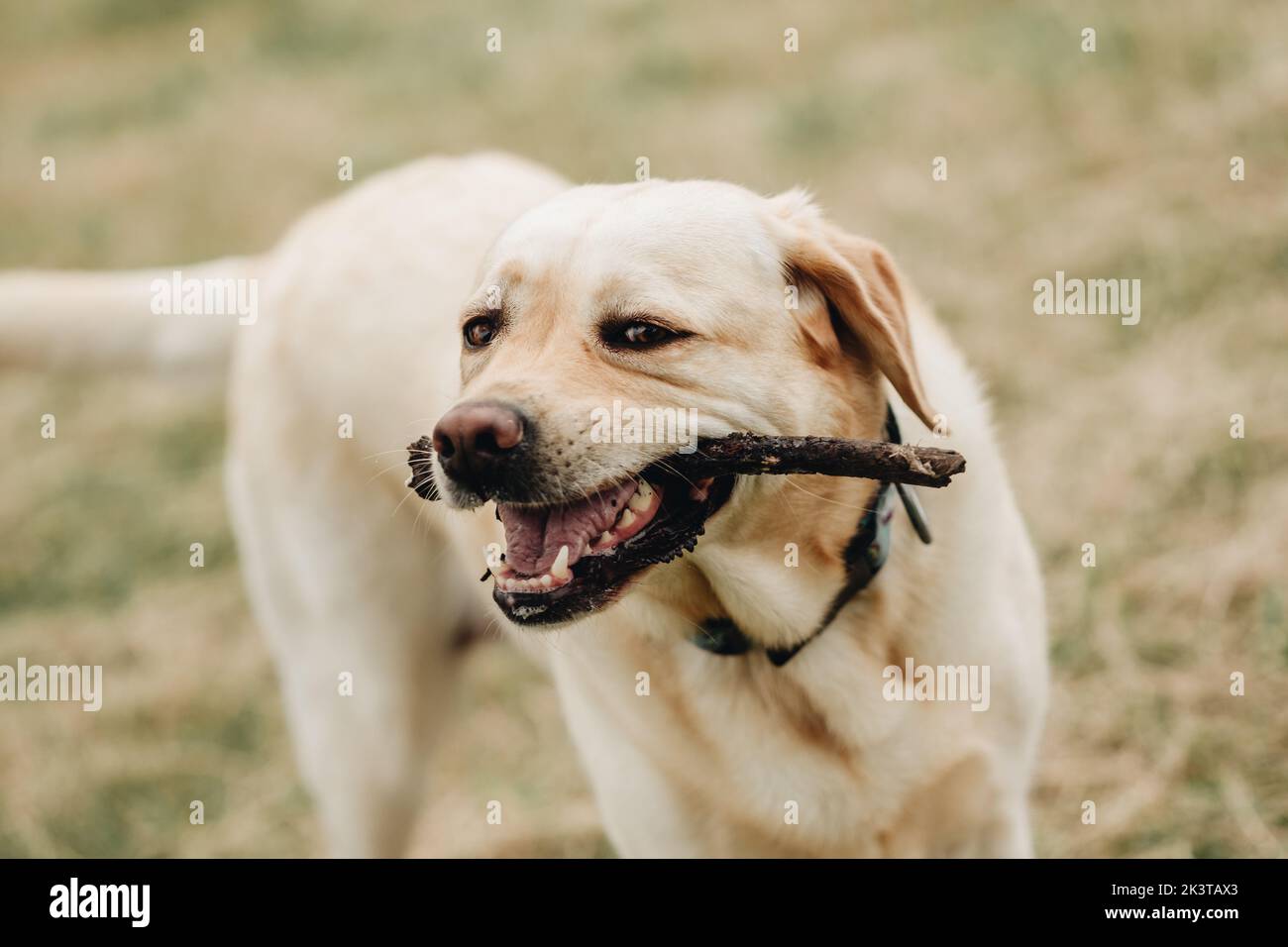 Golden retriever stick in mouth hi-res stock photography and images - Alamy