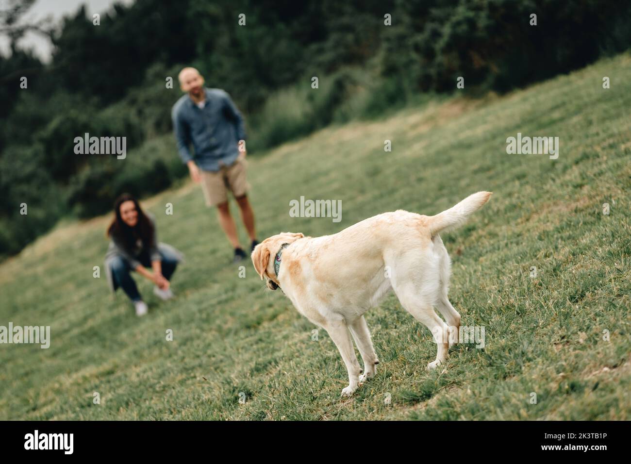 Side view of couple man and woman training adorable active Labrador ...