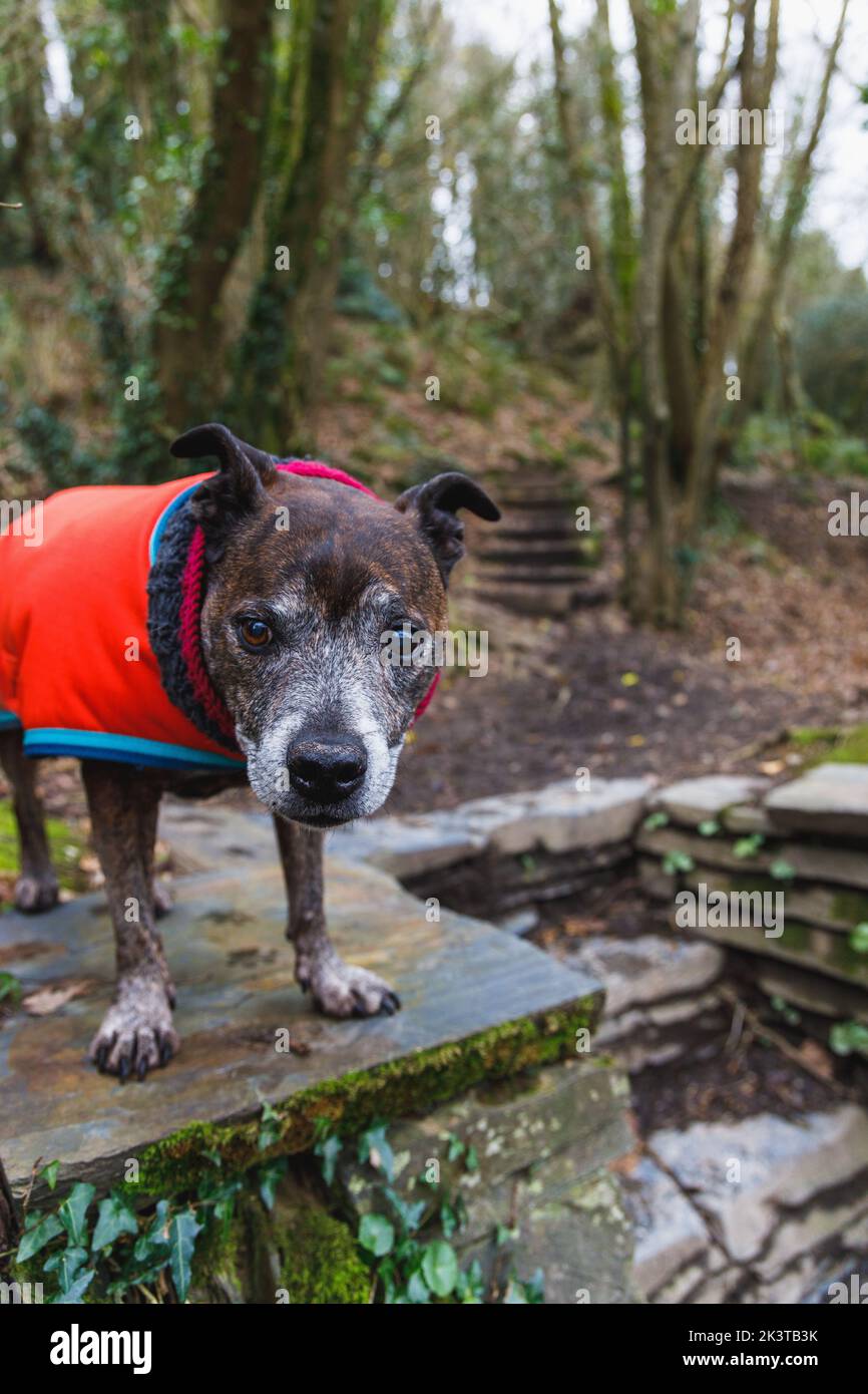 A vertical closeup of a Staffordshire Bull Terrier dog in a winter ...