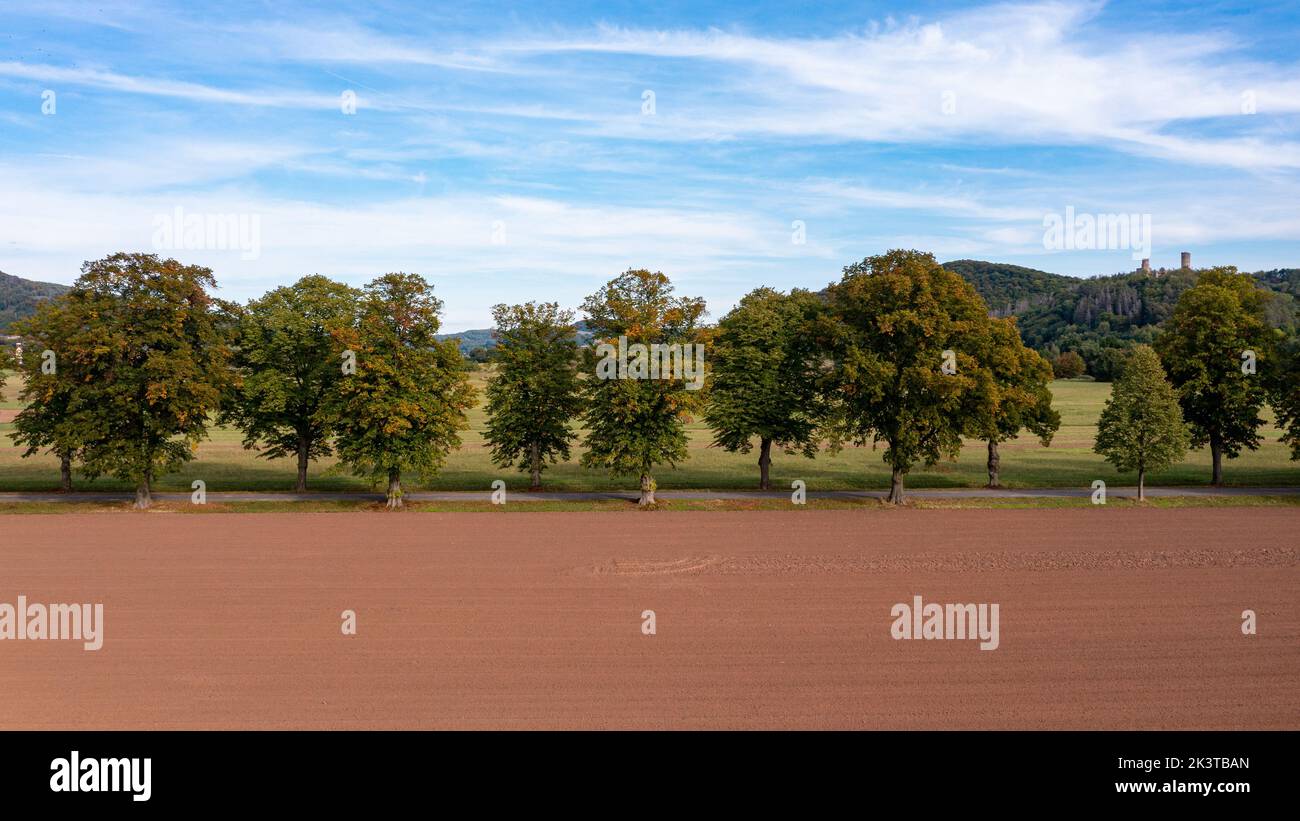 The Lime Alley at Herleshausen in Hesse Stock Photo - Alamy