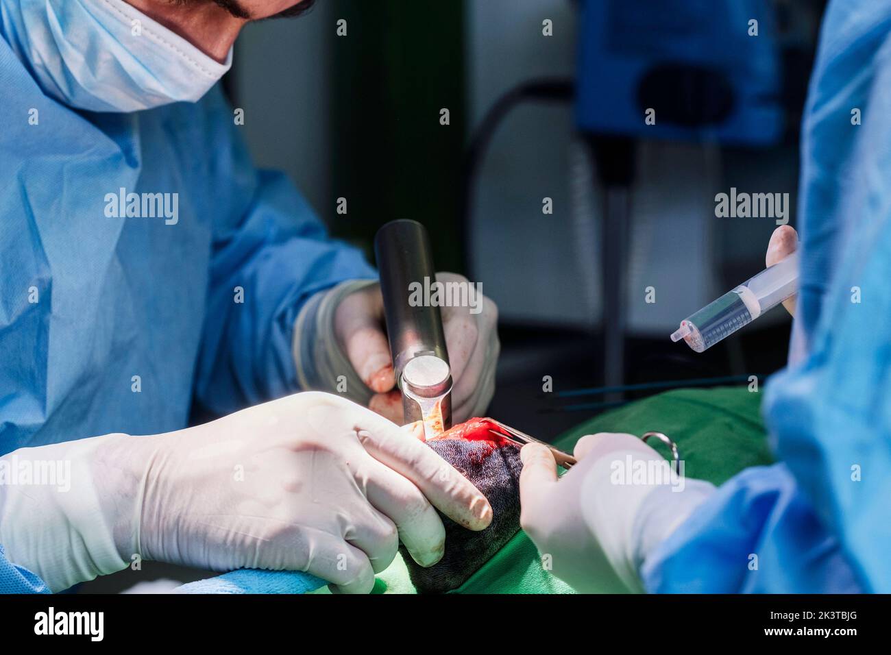 Anonymous crop veterinary doctors in latex gloves making injection into ...