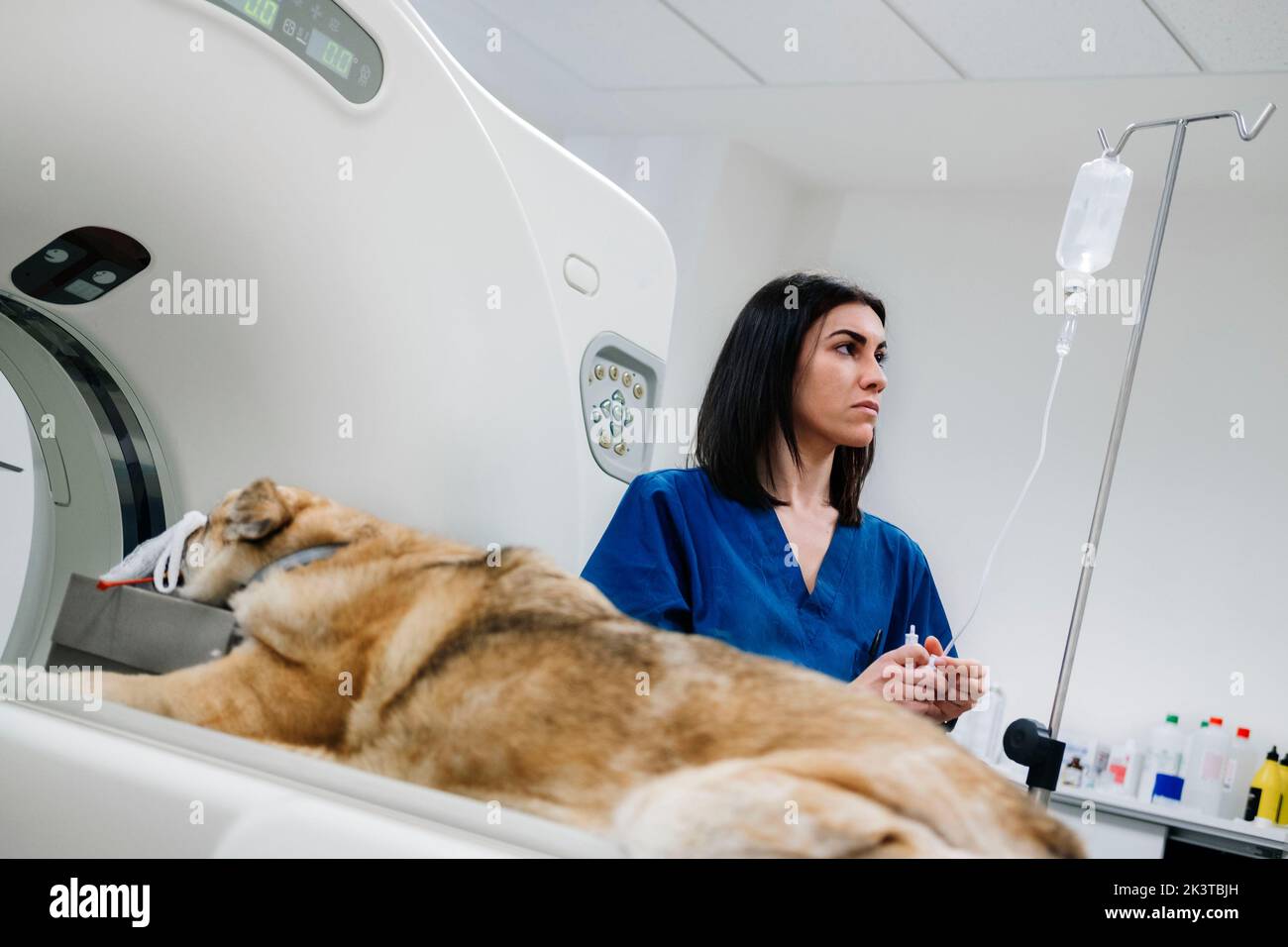 Focused female veterinary assistant in uniform setting infusion system ...