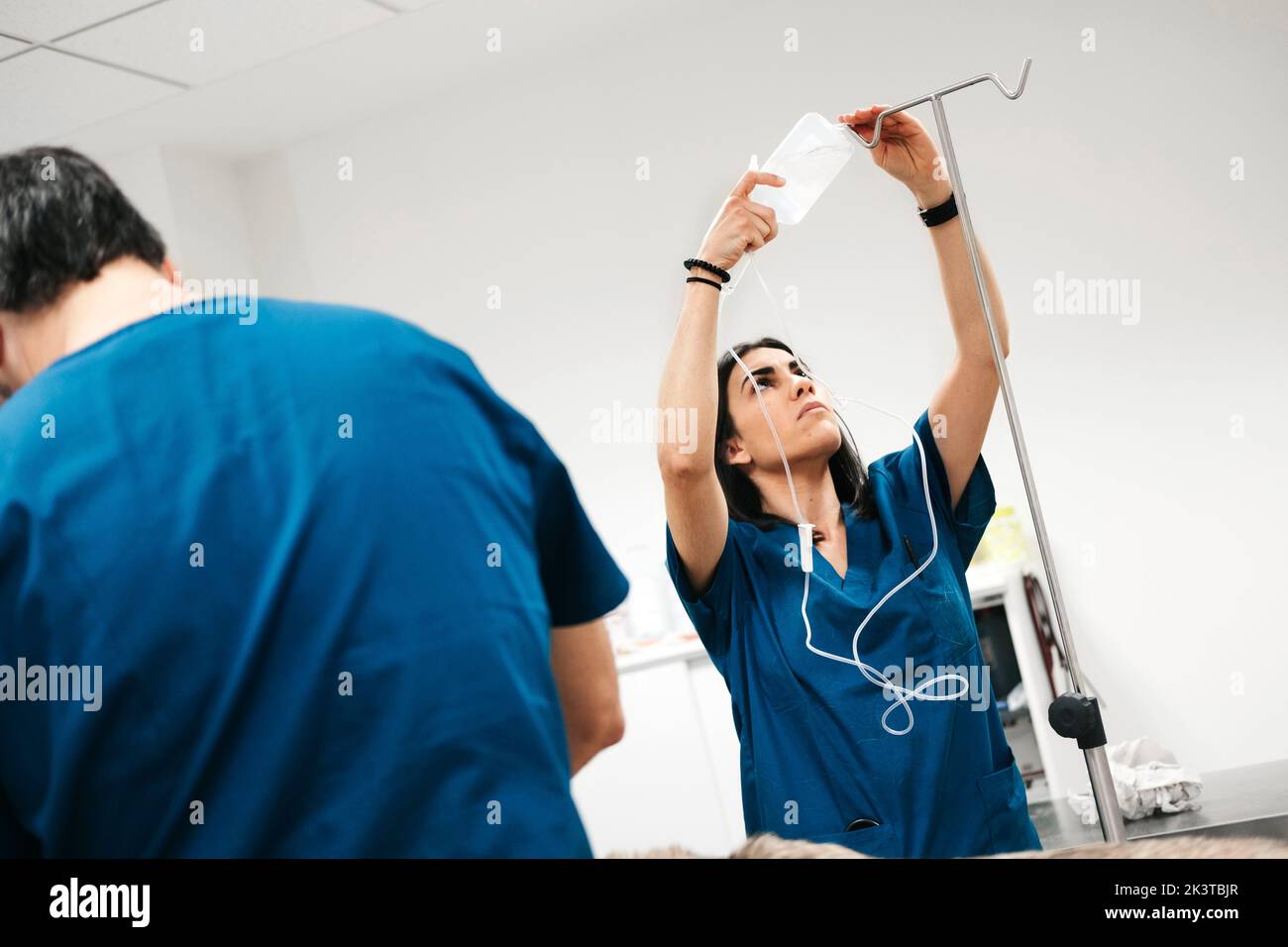 Focused female veterinary assistant in uniform setting infusion system ...