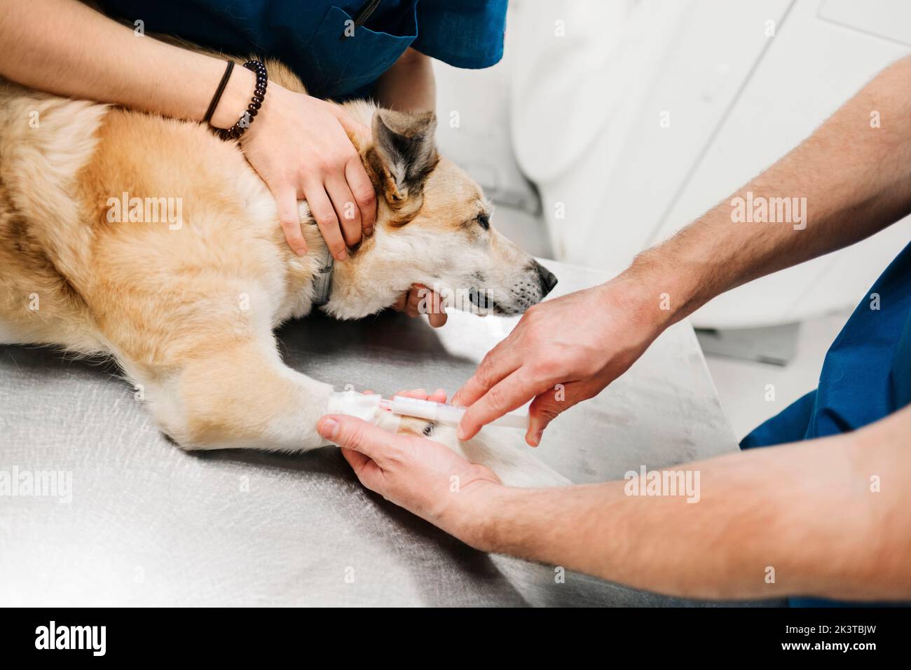 Cropped unrecognizable male veterinary doctor in uniform making ...