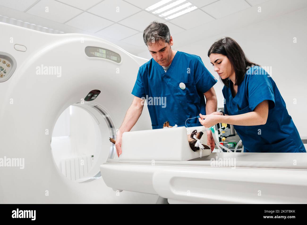 Side view of vet coworkers in blue uniform taking dog lying on back for ...