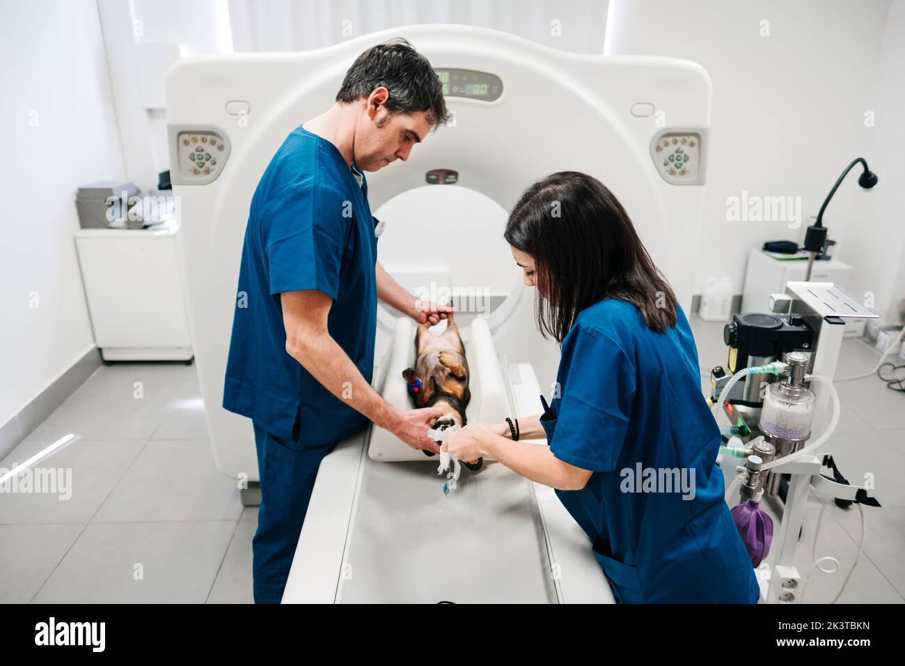 From above side view of vet coworkers in blue uniform taking dog lying ...