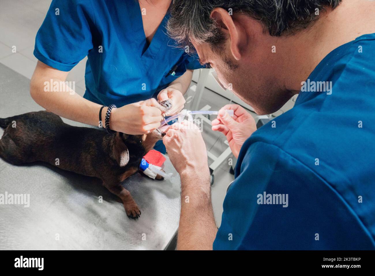 Veterinarian staff checking up hi-res stock photography and images - Alamy