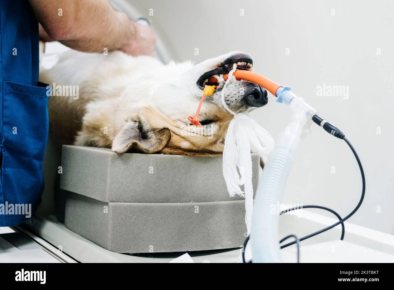 Dog with tube in mouth lying on special platform in tomography ...