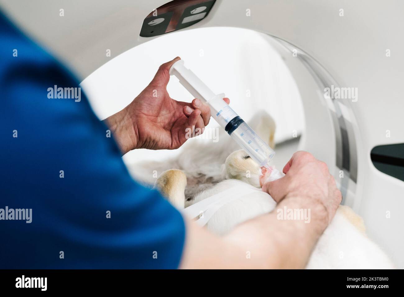 Anonymous veterinary doctor in uniform making injection from plastic ...