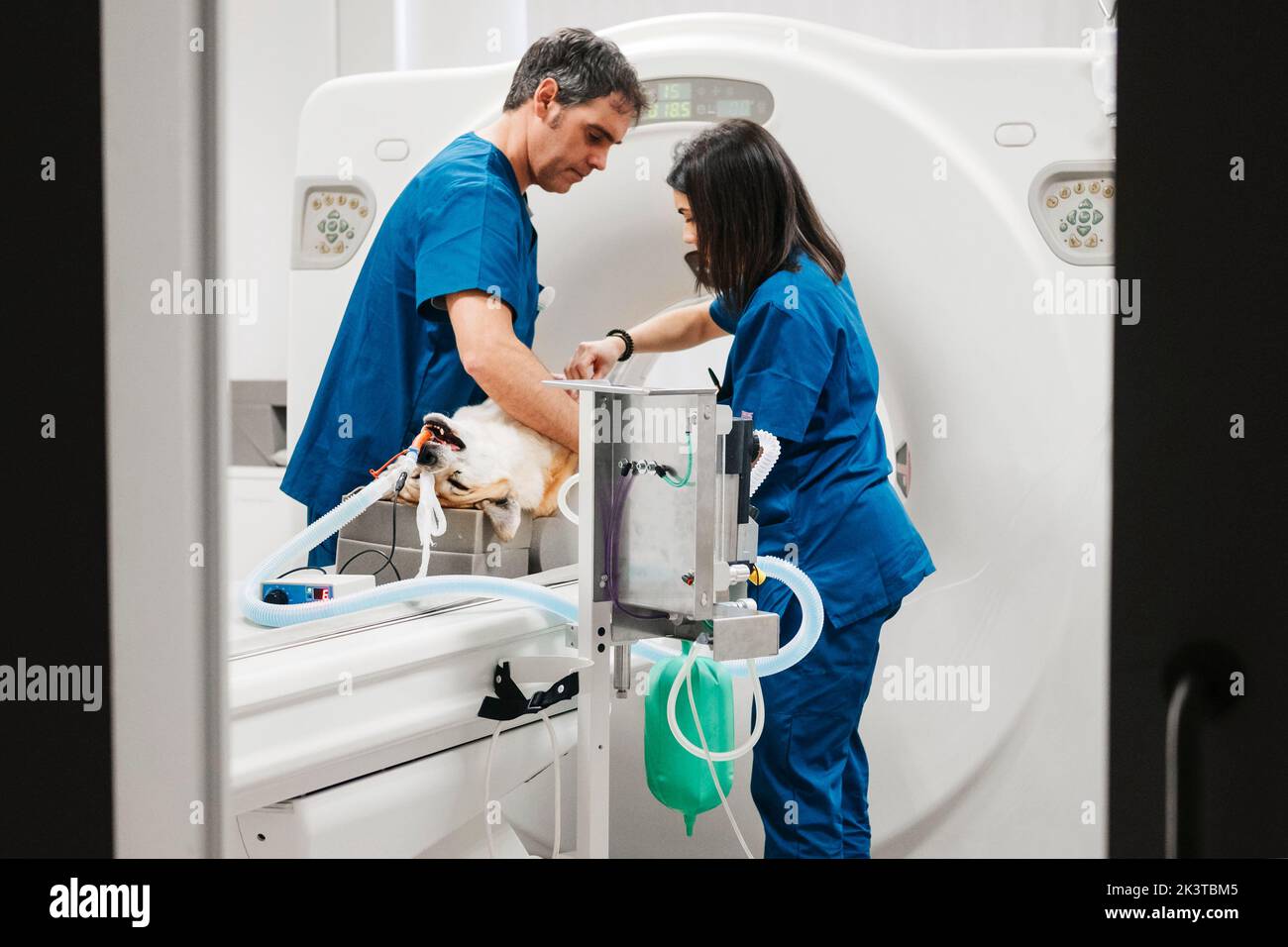 Doctor examine pet scan hi-res stock photography and images - Alamy