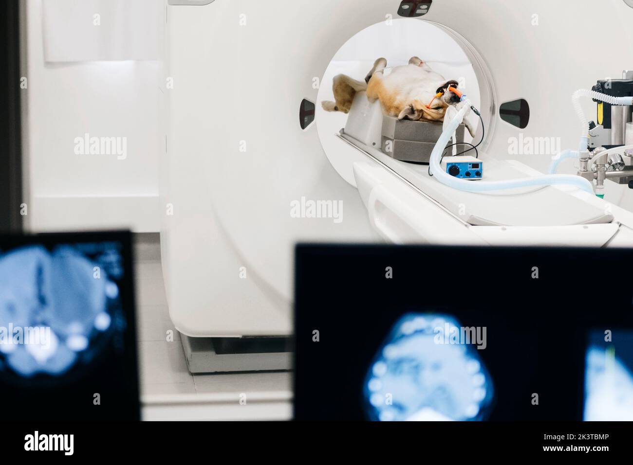 Pet scan machine hi-res stock photography and images - Alamy
