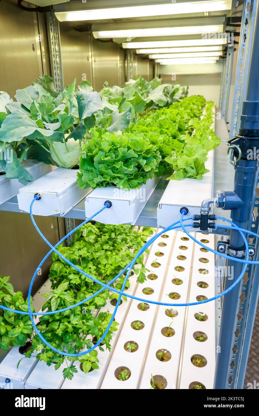 Dinslaken, North Rhine-Westphalia, Germany - Regional vegetable ...