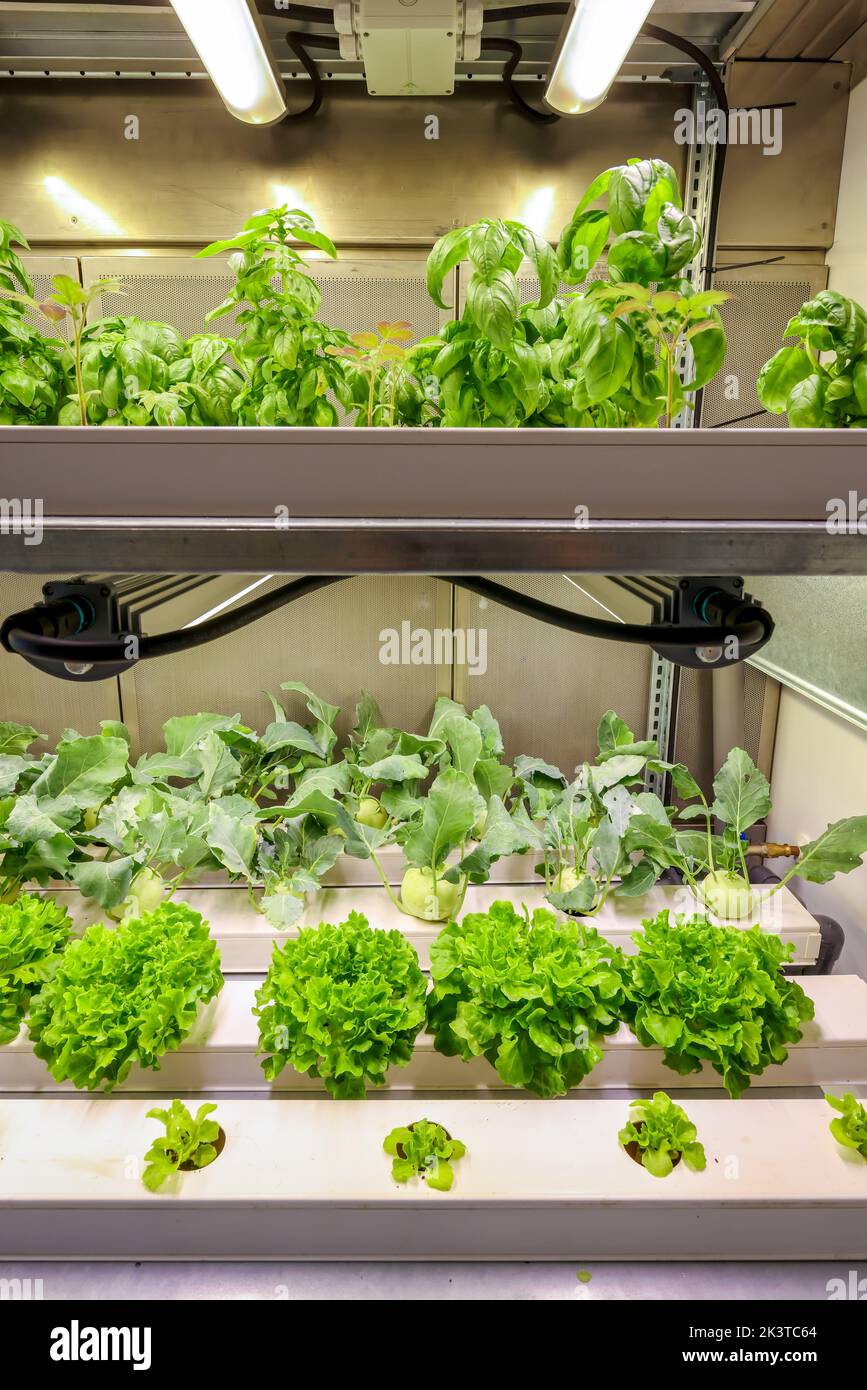 Dinslaken, North Rhine-Westphalia, Germany - Regional vegetable ...