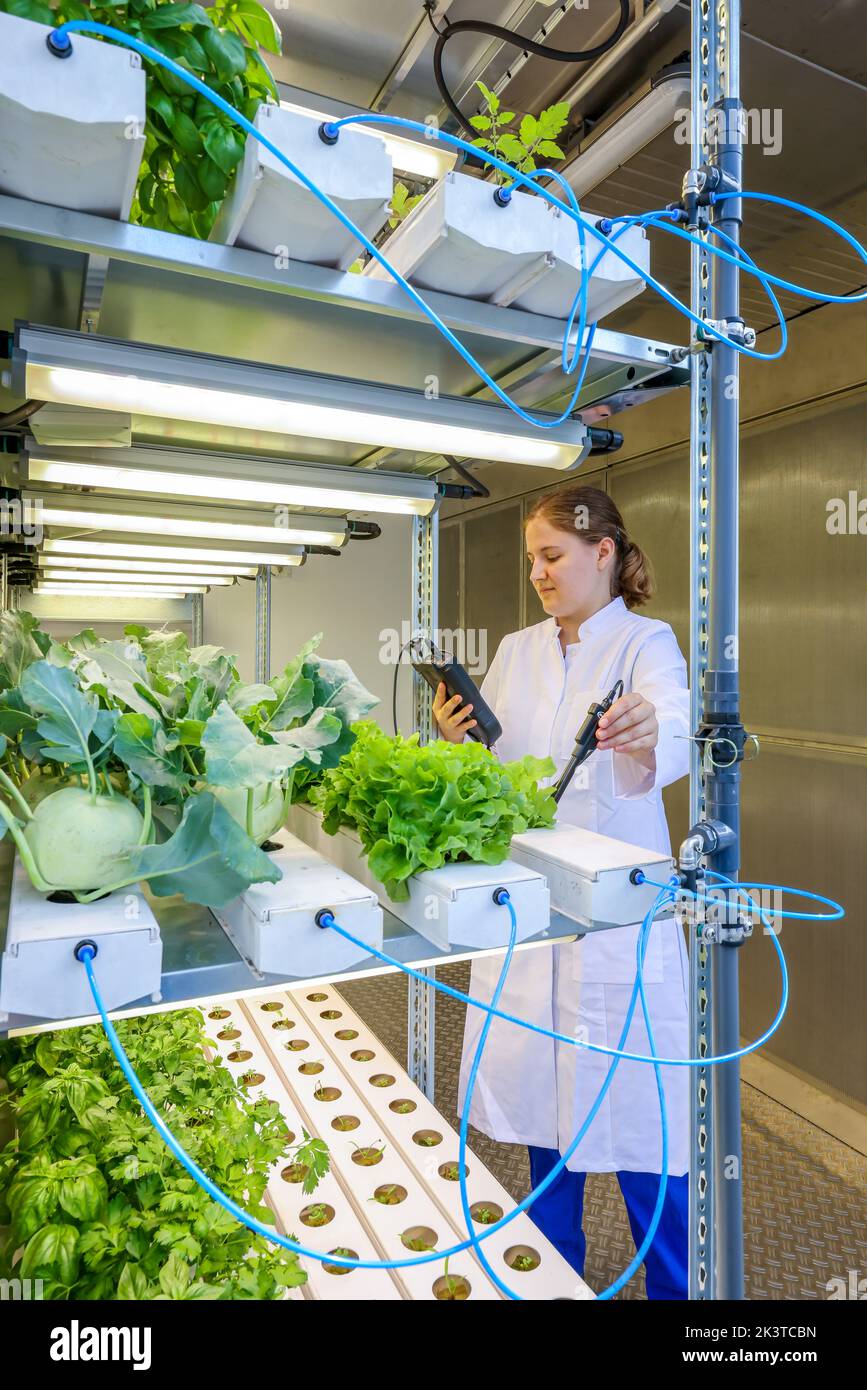 Dinslaken, North Rhine-Westphalia, Germany - Regional vegetable ...