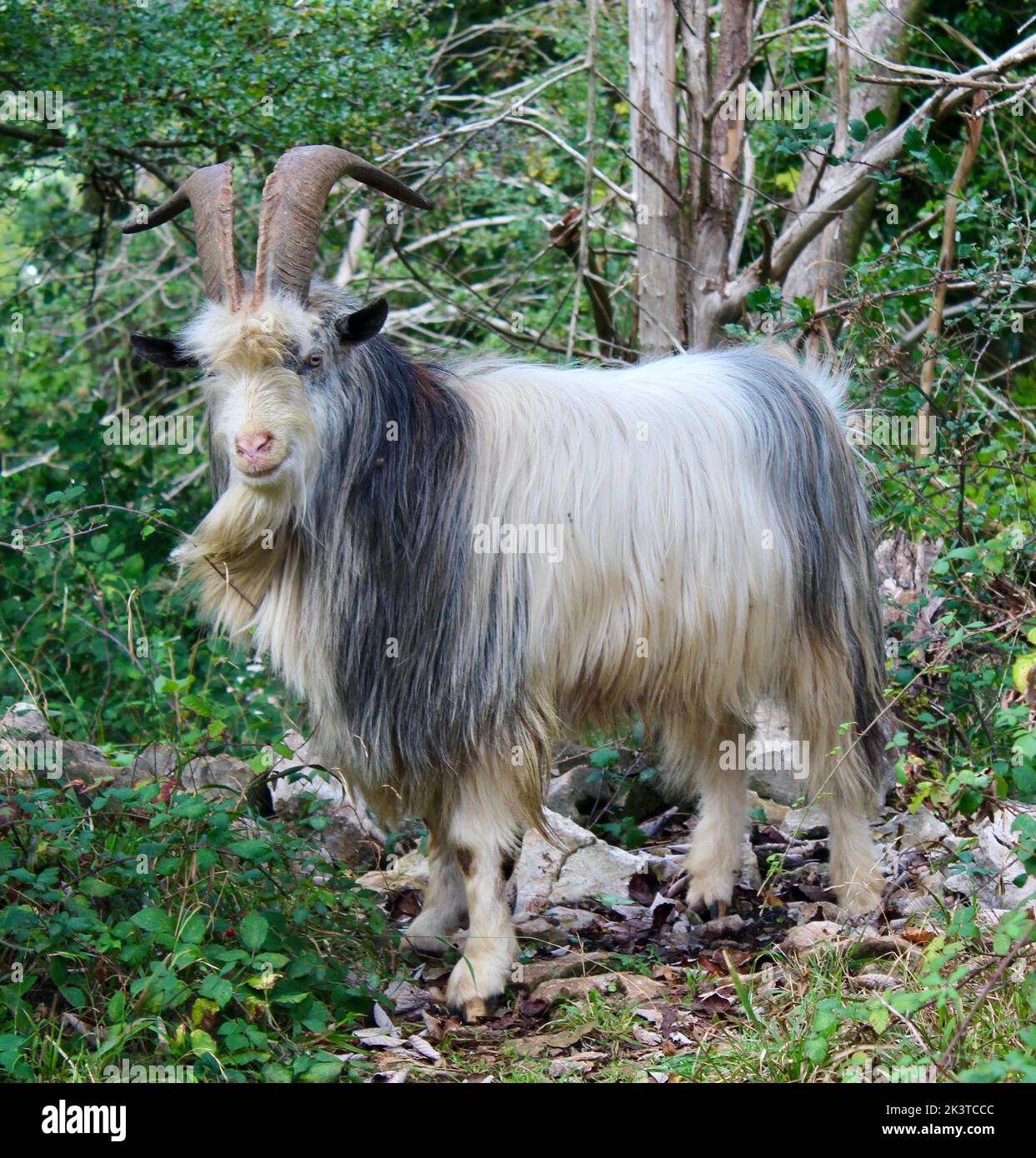 Wild goats of Cheddar Gorge Stock Photo - Alamy
