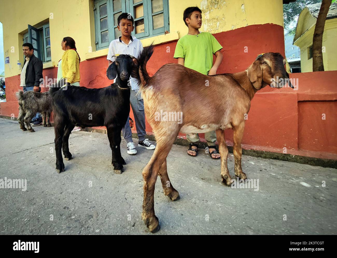 Training Goats To Lead