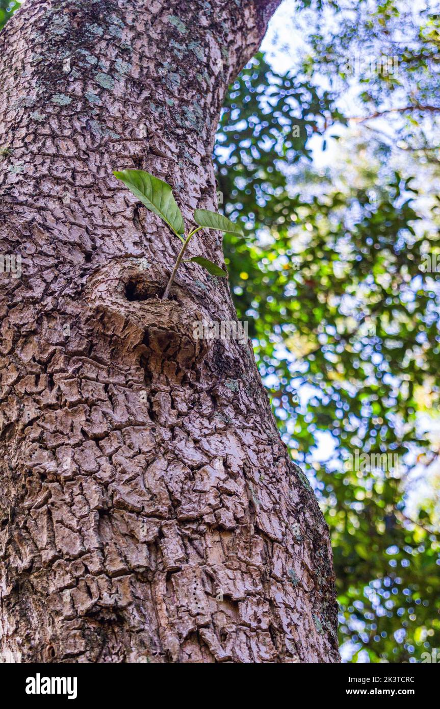 A vertical shot of an old tree with new sprout growing on its trunk ...